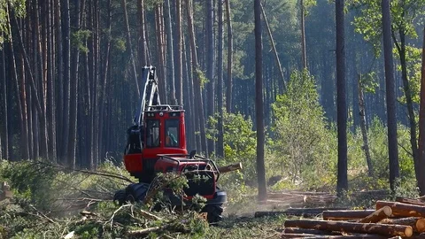 The wood combine harvester processes the... | Stock Video | Pond5