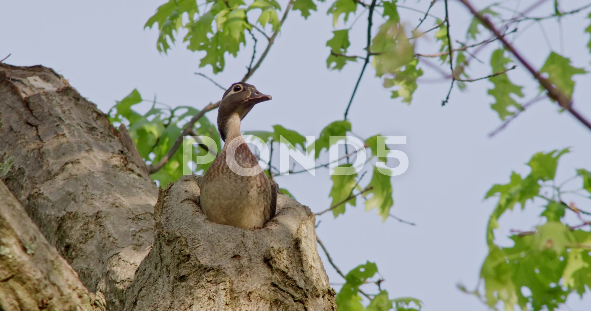 Hen Wood Duck Flying Wood Ducks PNG Transparent Images Free Download