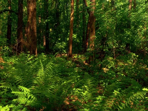 Wood, Forest, Trees, Green Leaves, Summe... | Stock Video | Pond5