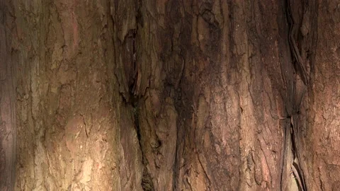 Wood grain textured background of yew tr... | Stock Video | Pond5