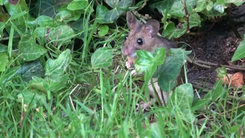 Moving Mouse Stock Video Footage | Royalty Free Moving Mouse Videos | Pond5