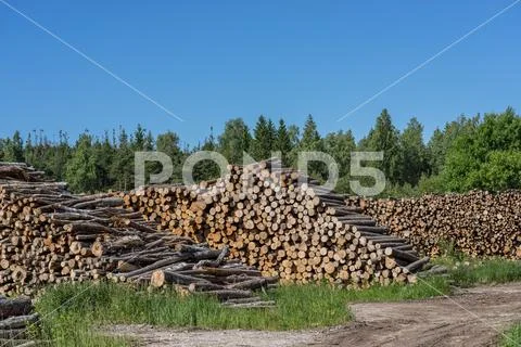 Wood, stacked and cut natural texture. Conifer stack pattern. Hardwood ...