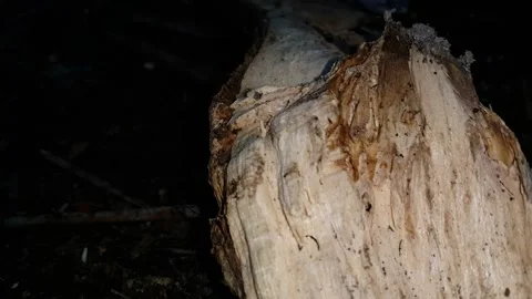 Wood texture split using an axe. 4K | Stock Video | Pond5