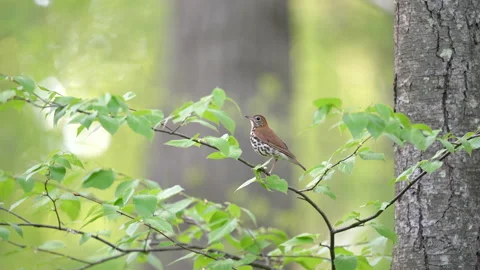 Wood Thrush singing | Stock Video | Pond5