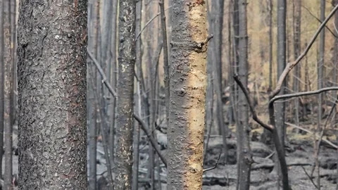 Wood from trees burned by a terrible fir... | Stock Video | Pond5