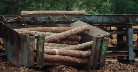 Wood trunk sorting conveyor belt in lumb... | Stock Video | Pond5