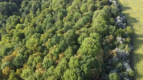 Woodz Wallpaper Stock Videos – Royalty-Free HD & 4K Videos | Pond5