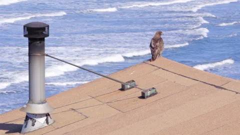 Wooden Cabin Chimney And Red-tailed Hawk... | Stock Video | Pond5