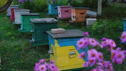 Wooden colorful bee hives and purple flo... | Stock Video | Pond5