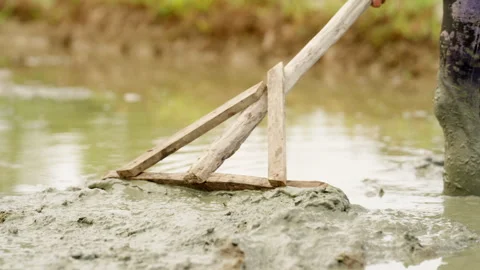 Wooden plank soil leveling of rice paddy... | Stock Video | Pond5