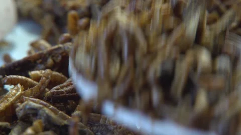 Edible\ Stock Videos – Royalty-Free HD & 4K Videos | Pond5