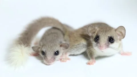 The woodland dormouse (Graphiurus murinu... | Stock Video | Pond5