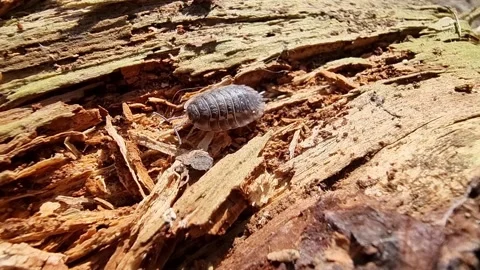 Woodlouse Crawling on a Rotting Log With... | Stock Video | Pond5