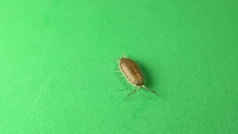 Slater Bug Stock Video Footage | Royalty Free Slater Bug Videos | Pond5