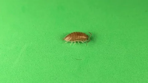 Slater Bug Stock Video Footage | Royalty Free Slater Bug Videos | Pond5