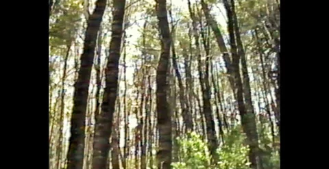 In the woods showing up and down the tre... | Stock Video | Pond5