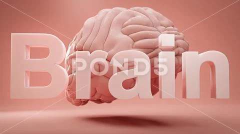 Word brain and model of human brain over pink studio background ...
