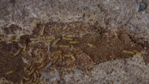 Worker termites, small termites, dry woo... | Stock Video | Pond5