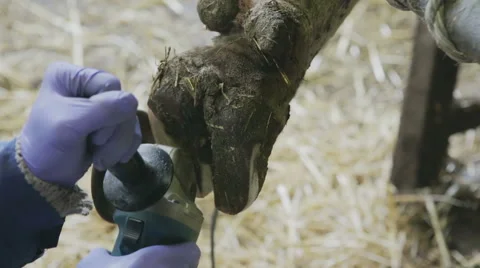 Hoof Cleaning Cow Stock Videos – Royalty-Free HD & 4K Videos | Pond5