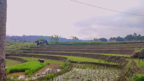 Workers Planting Rice Seeds In Indonesia... | Stock Video | Pond5