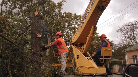 Workers. Sawing a tree. The process of c... | Stock Video | Pond5