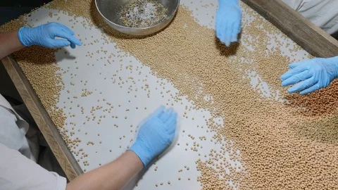 Workers sorting organic raw dry soy bean... | Stock Video | Pond5