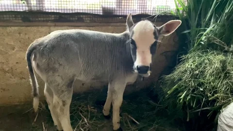 World smallest cow breed Punganur cattle | Stock Video | Pond5