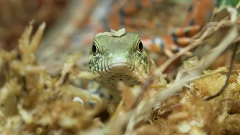 World's Oldest Zoo Becomes The First Zoo... | Stock Video | Pond5