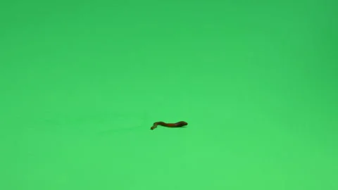 Worm Earth worm on Green screen Chroma K... | Stock Video | Pond5