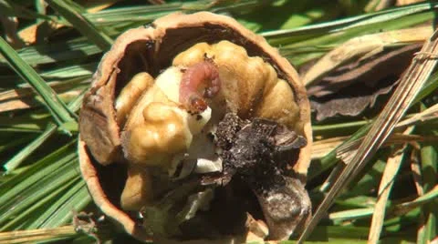 Worm Eaten Stock Videos – Royalty-Free HD & 4K Videos