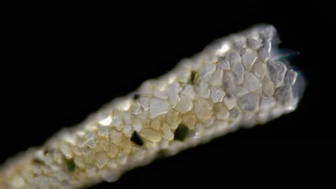 Worm family Pectinariidae under a micros... | Stock Video | Pond5