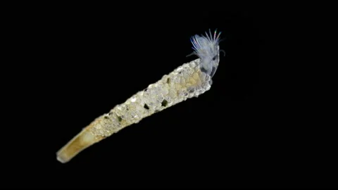 Worm family Pectinariidae under a micros... | Stock Video | Pond5