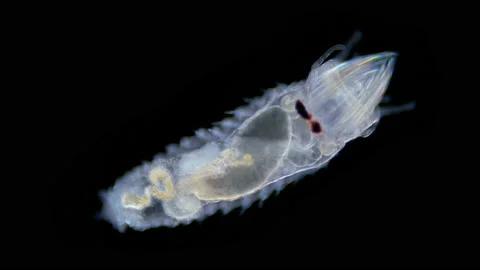 Worm family Pectinariidae under a micros... | Stock Video | Pond5