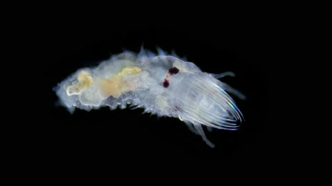 Worm family Pectinariidae under a micros... | Stock Video | Pond5