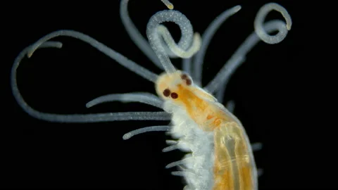 Worm family Syllidae under a microscope,... | Stock Video | Pond5