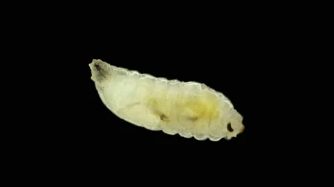 Worm-like larva of fruit fly insect Dros... | Stock Video | Pond5