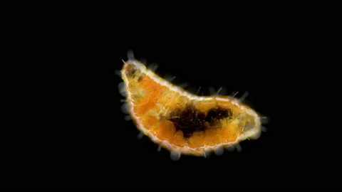 Worm-like larva of an insect midges unde... | Stock Video | Pond5
