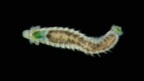 worm larva Nektoheta under a microscope,... | Stock Video | Pond5