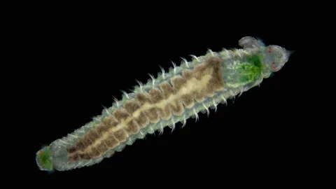 worm larva Nektoheta under a microscope,... | Stock Video | Pond5