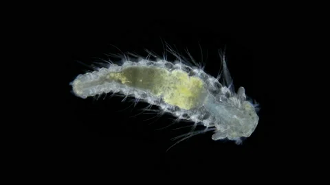 Worm larva, stage Nektoheta under a micr... | Stock Video | Pond5