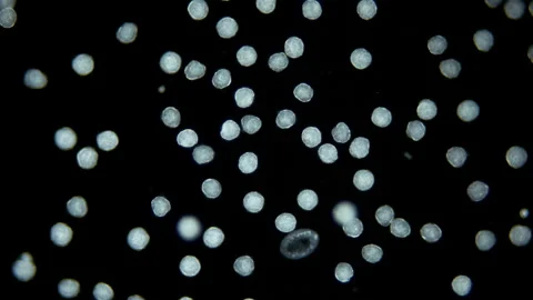 Worm larvae Ophelia limacina under micro... | Stock Video | Pond5