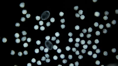 Worm larvae Ophelia limacina under micro... | Stock Video | Pond5