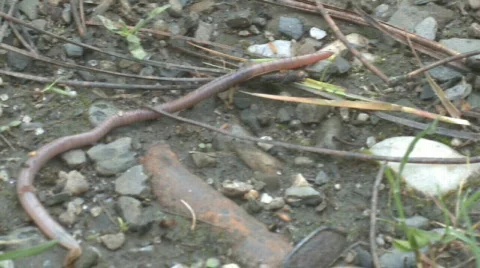 Inverterbrate Stock Footage ~ Royalty Free Stock Videos | Pond5