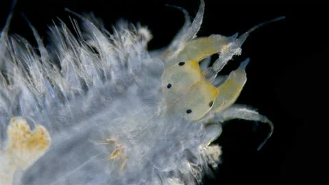 Worm Polychaeta, family Polynoidae under... | Stock Video | Pond5