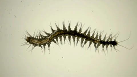 Annelida Stock Footage ~ Royalty Free Stock Videos | Pond5