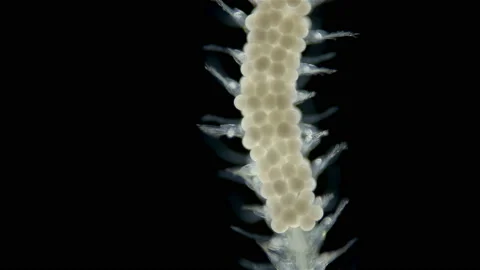 worm Polychaeta under a microscope, Syll... | Stock Video | Pond5