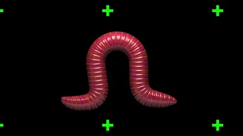 Worm on transparent background, looping ... | Stock Video | Pond5