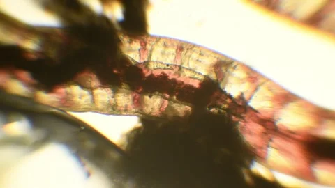 Worm under the microscope, detail of the... | Stock Video | Pond5
