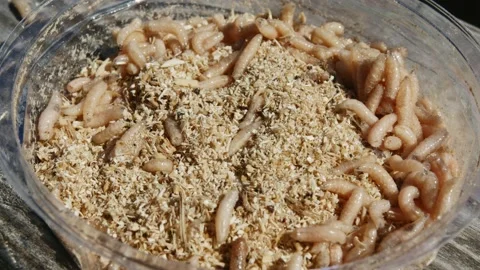 Fish Larvae Stock Footage ~ Royalty Free Stock Videos | Pond5