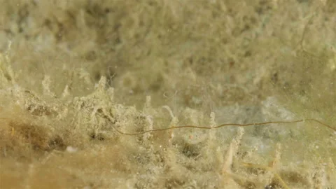 Worms of family Spionidae, possibly spec... | Stock Video | Pond5